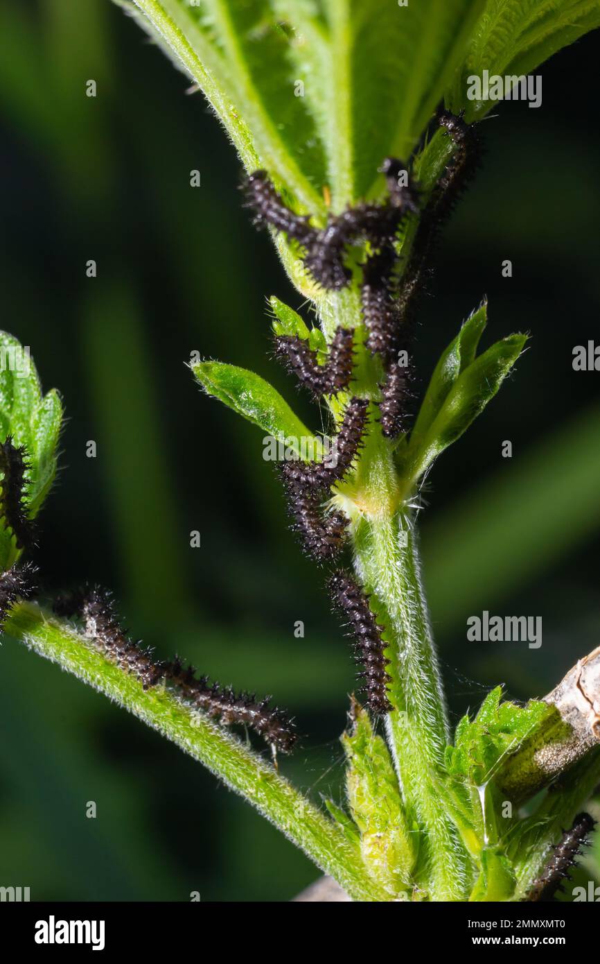 Buck moth hemileuca maia caterpillar fotografías e imágenes de alta ... Buck moth hemileuca maia caterpillar fotografías e imágenes de alta ...