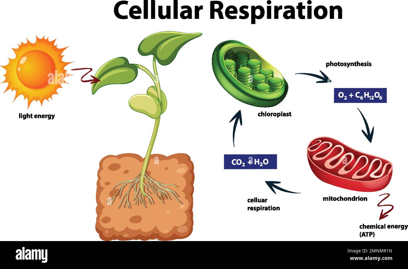 Diagrama Detallado De Respiración Celular