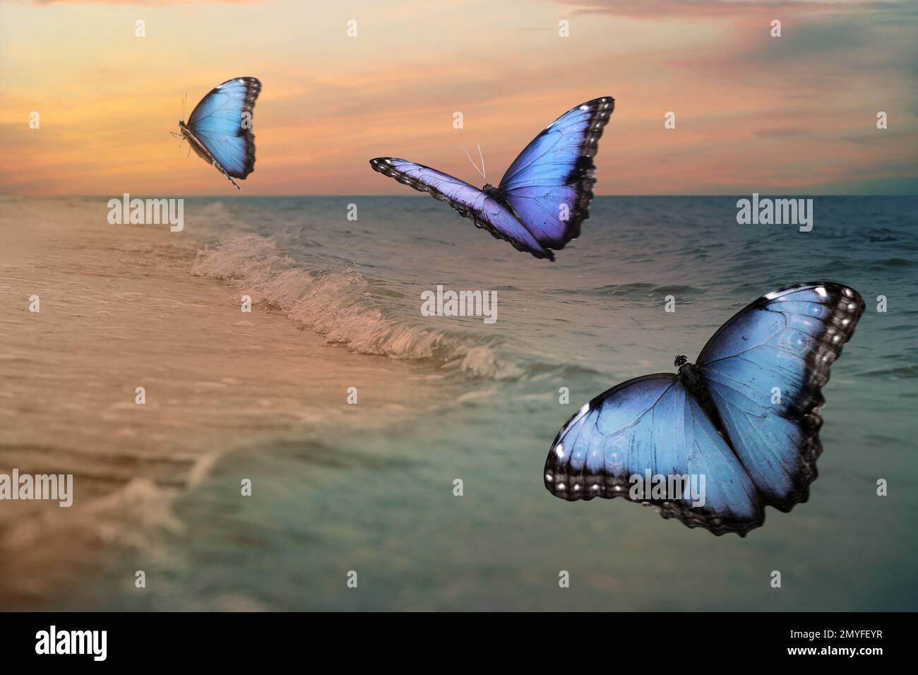 Hermosas Mariposas Volando
