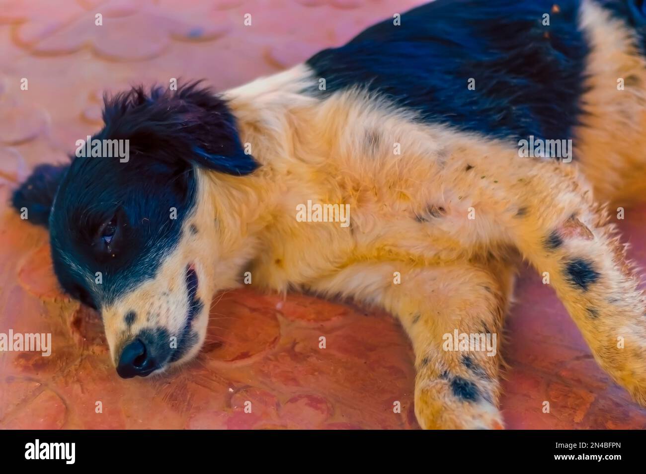 De Que Raza Son Los Perros Callejeros En La India