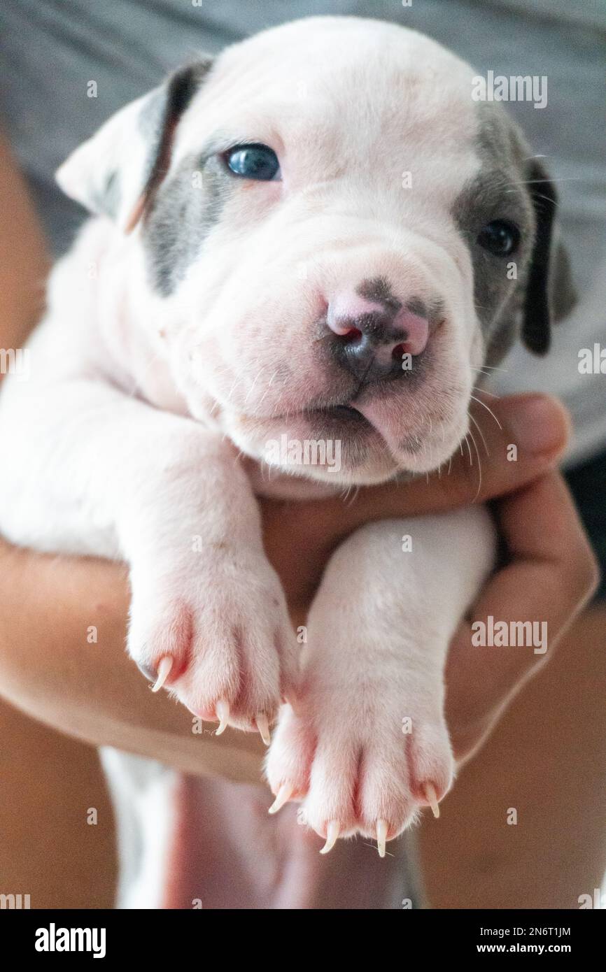 Perros Pitbull Bebes