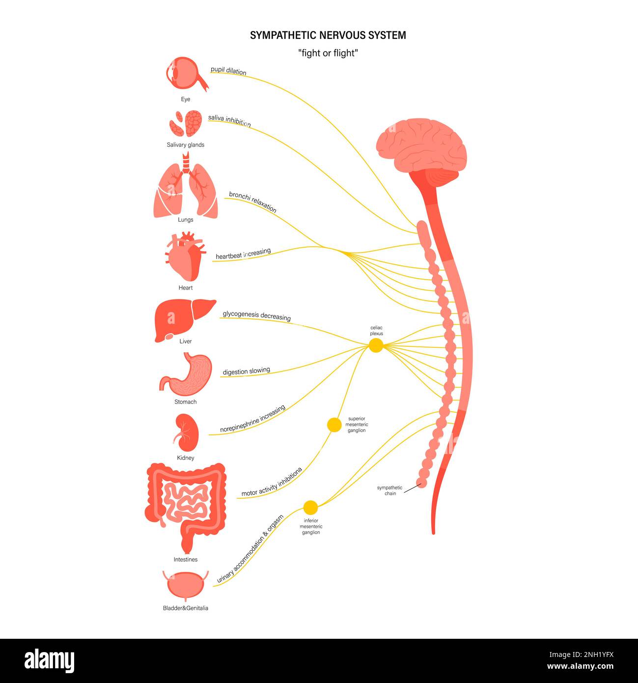 10 Ideas De Sistema Nervioso Sistema Nervioso Nervioso Sistemas Del