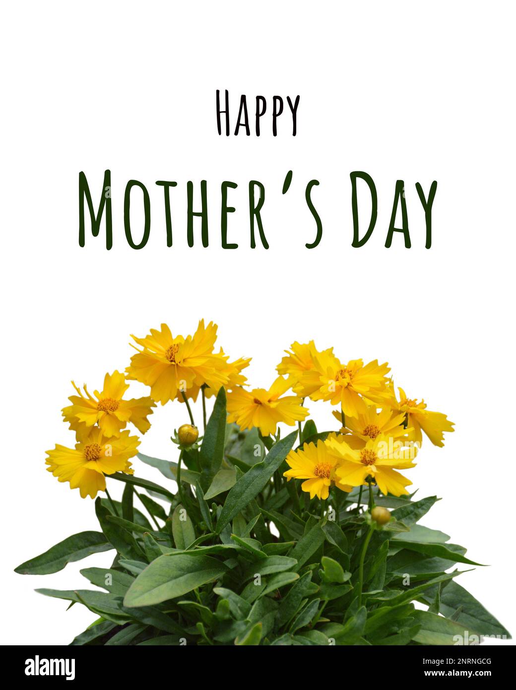 Tarjeta Feliz Del Día De Las Madres Con Flores Amarillas Coreopsis