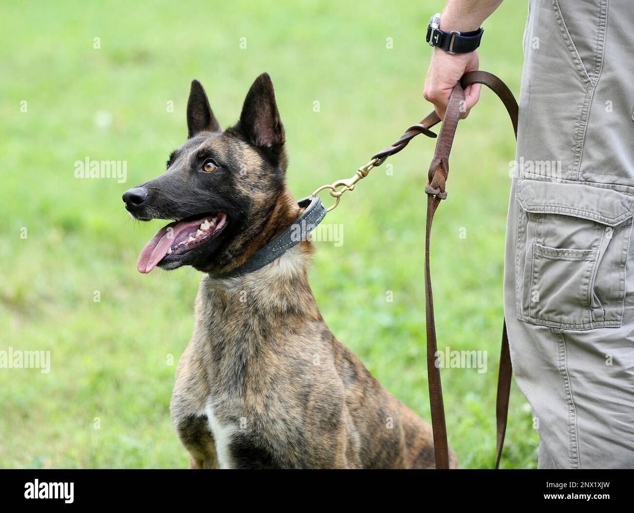 In This Monday June 11 2018 Photo Krush A Belgian Malinoisdutch Shepherd Mix Waits For A