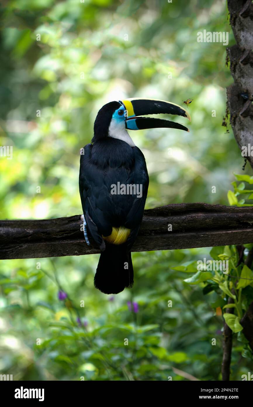 Tucán de garganta blanca (Ramphastos tucanus), bosque nuboso del Parque ...