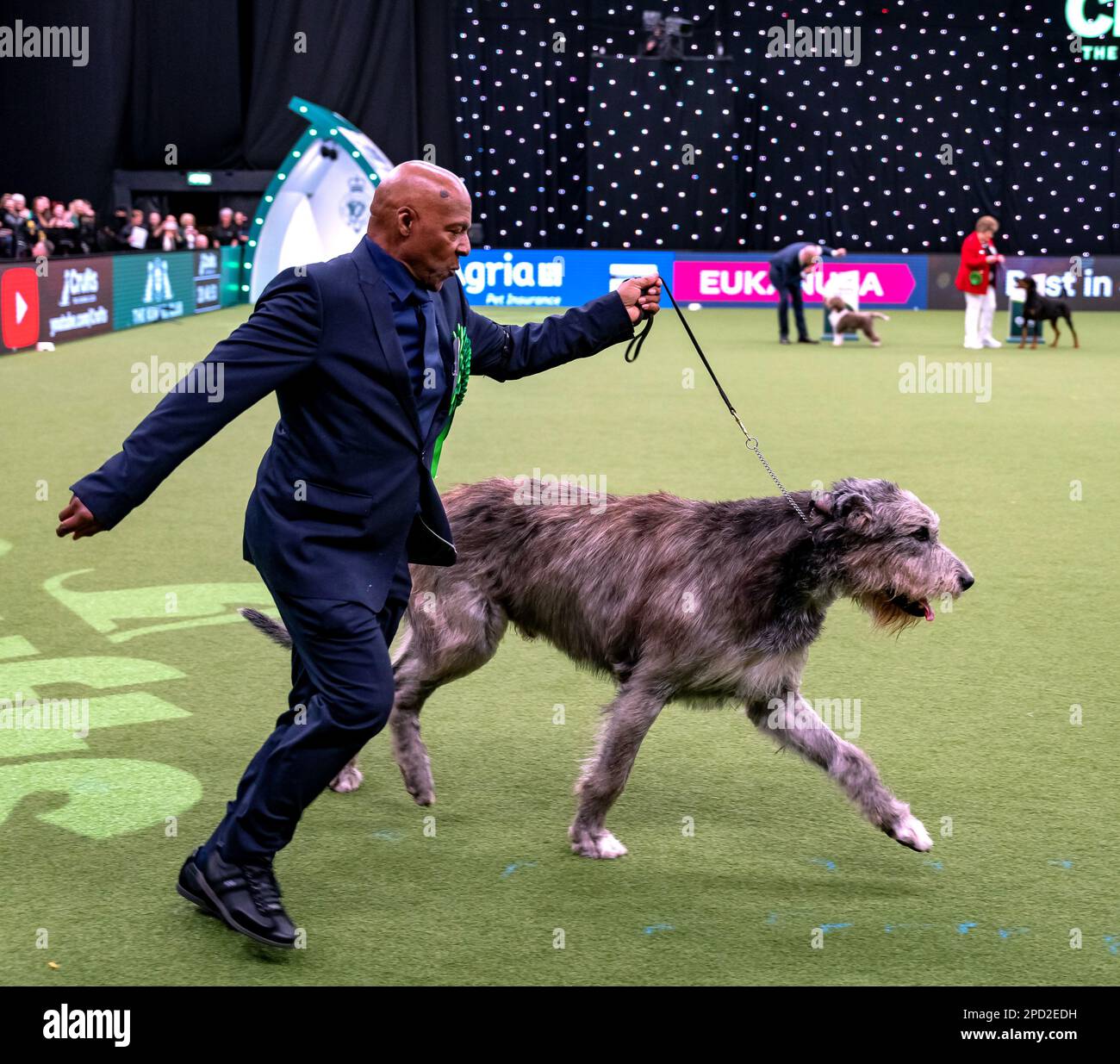 Que Perro Ha Ganado Crufts 2019