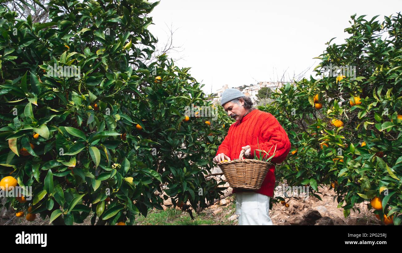 Granja De Naranjas Fotografías E Imágenes De Alta Resolución Alamy