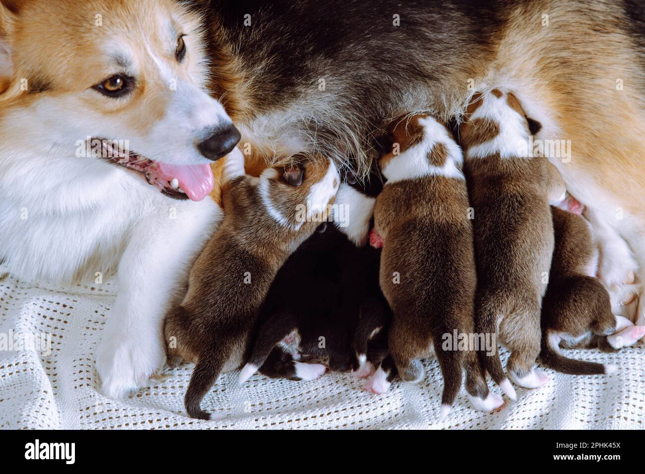 Qué Debo Darle De Comer A Mi Cachorro Corgi