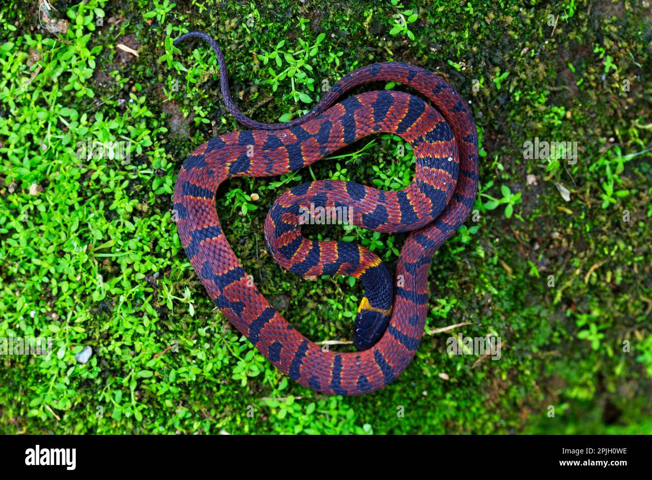 Culebra De 7 Cabezas En Honduras