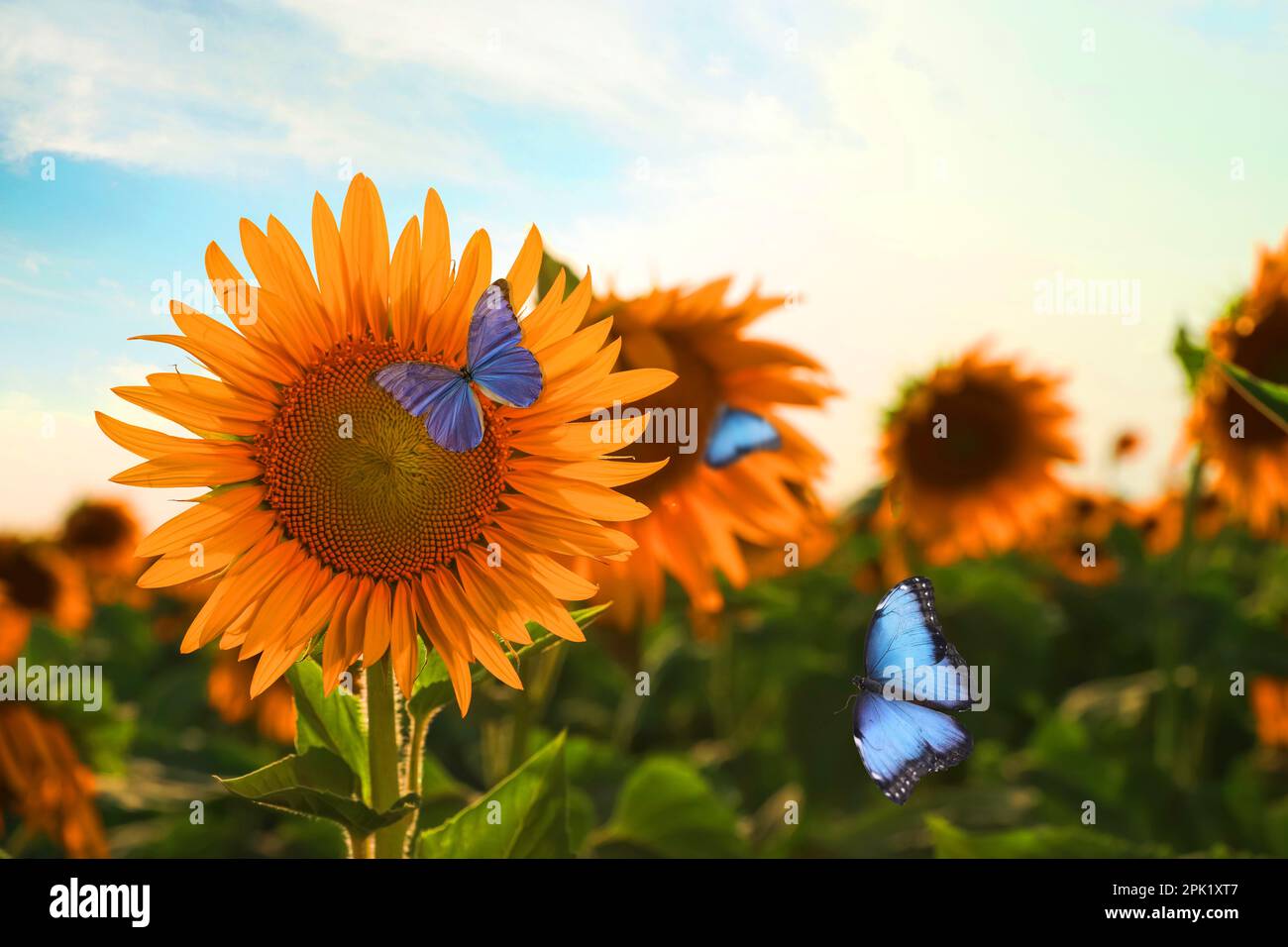 Hermosas Mariposas Volando