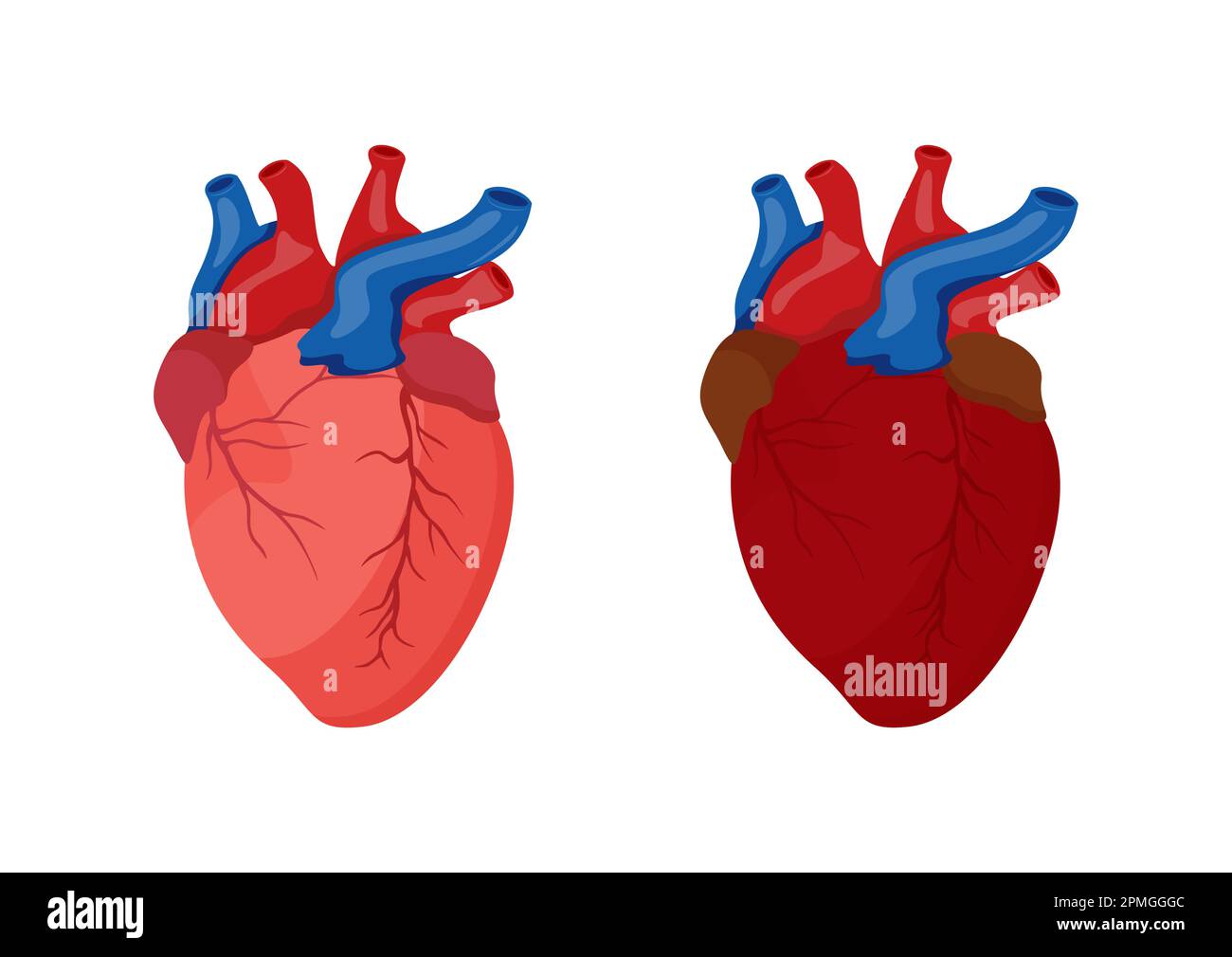 Dibujos De Corazon Humano A Color