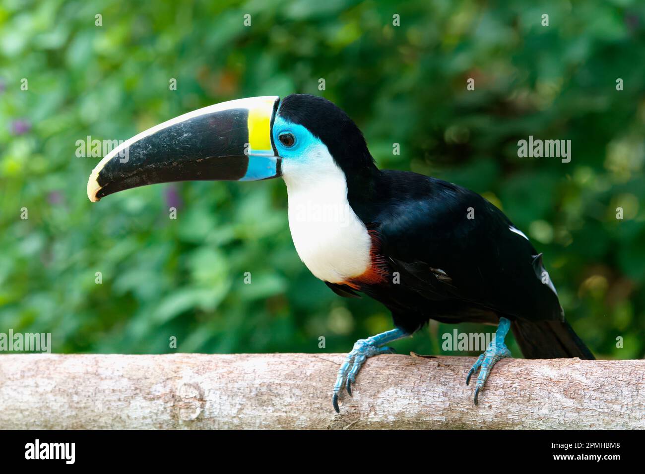 Tucán de garganta blanca (Ramphastos tucanus), bosque nuboso del Parque ...