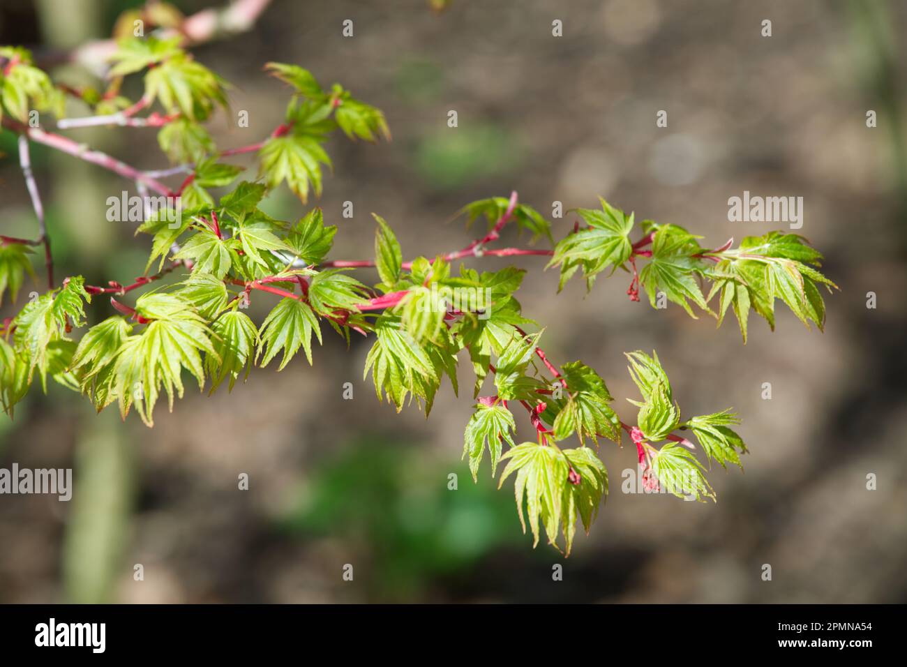 Nuevo follaje de primavera tierno y tallos rojos vivos de Acer palmatum ... Nuevo follaje de primavera tierno y tallos rojos vivos de Acer palmatum ...