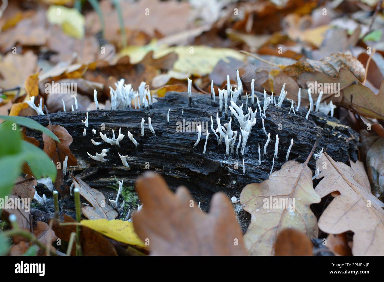 Crecimiento estacional de hongos fotografías e imágenes de alta ...