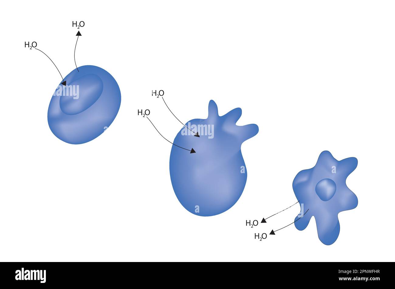 Diagrama De Solución Isotónica