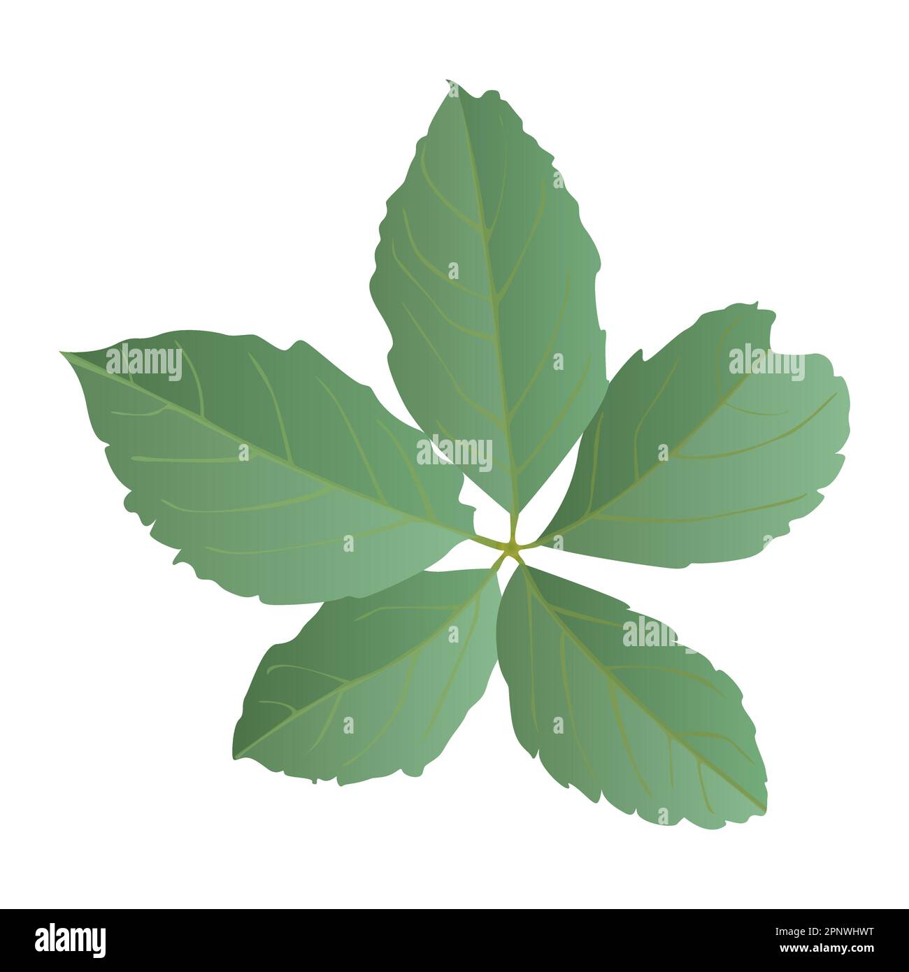 Hojas verdes en estilo realista. Hoja de otoño. Ilustración colorida ... Hojas verdes en estilo realista. Hoja de otoño. Ilustración colorida ...