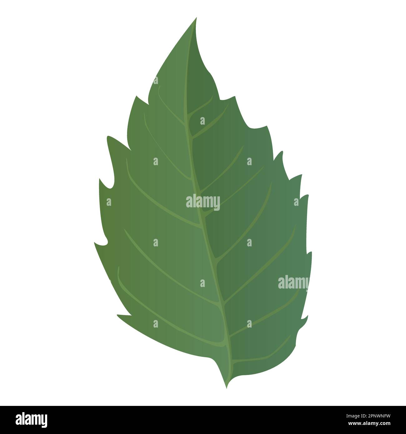 Hoja verde con bordes afilados en estilo realista. Hoja de otoño ... Hoja verde con bordes afilados en estilo realista. Hoja de otoño ...