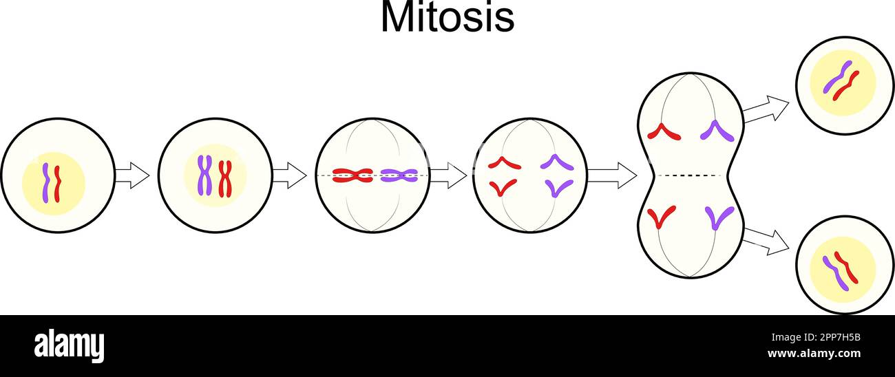 Mitosis División Celular Reproducción Asexual Proceso De Una Sola