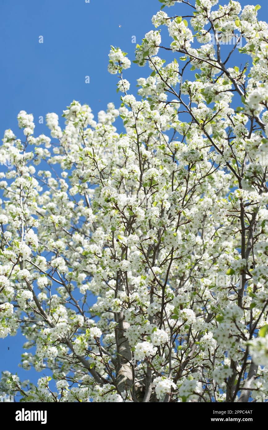 Identificación De árboles De Flores Blancas