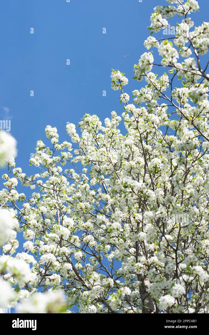 Identificación De árboles De Flores Blancas