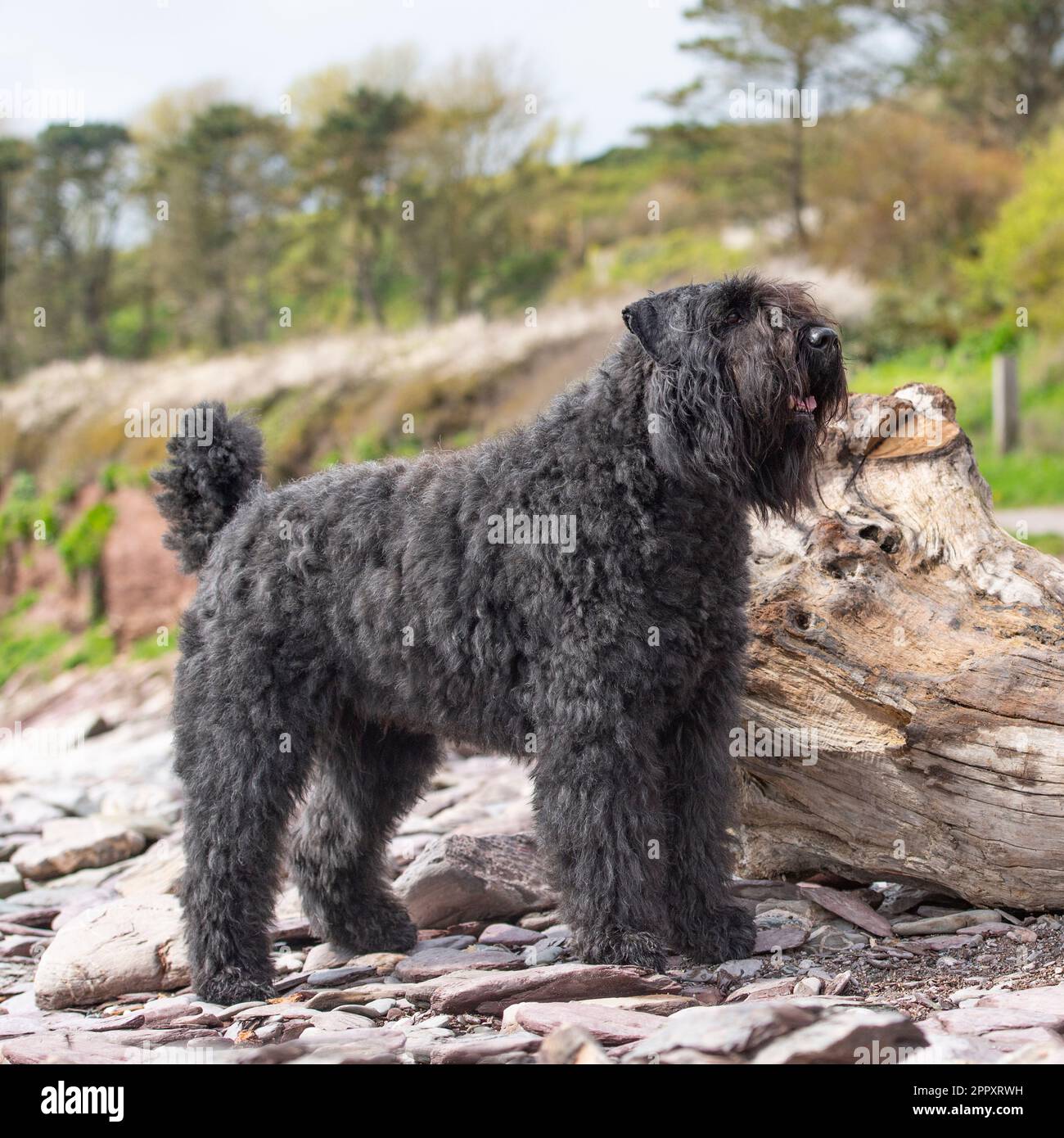 Son Bouvier Des Flandres Buenas Mascotas
