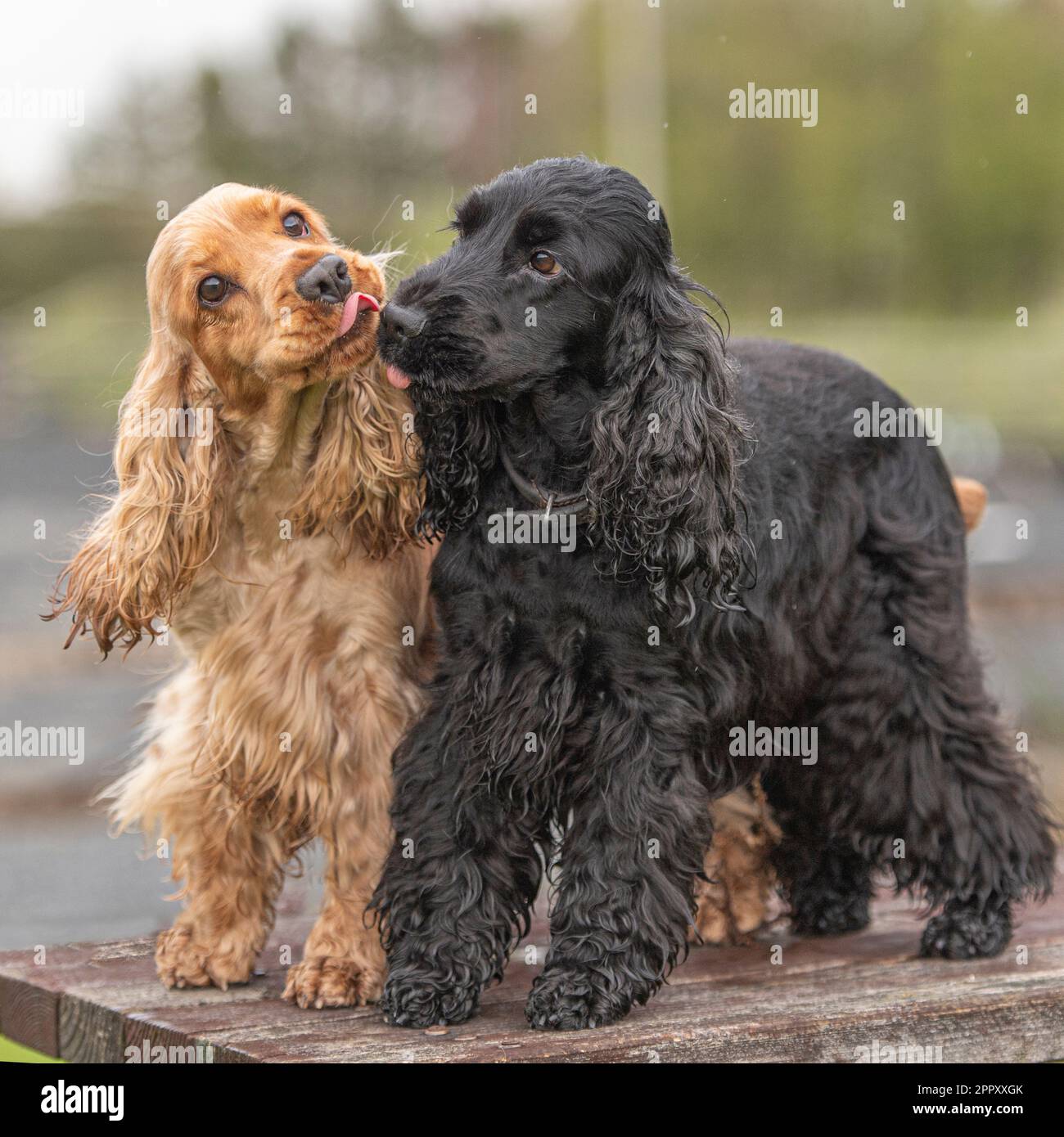 Cual Es El Corte De Cachorro Para Un Cocker Spaniel