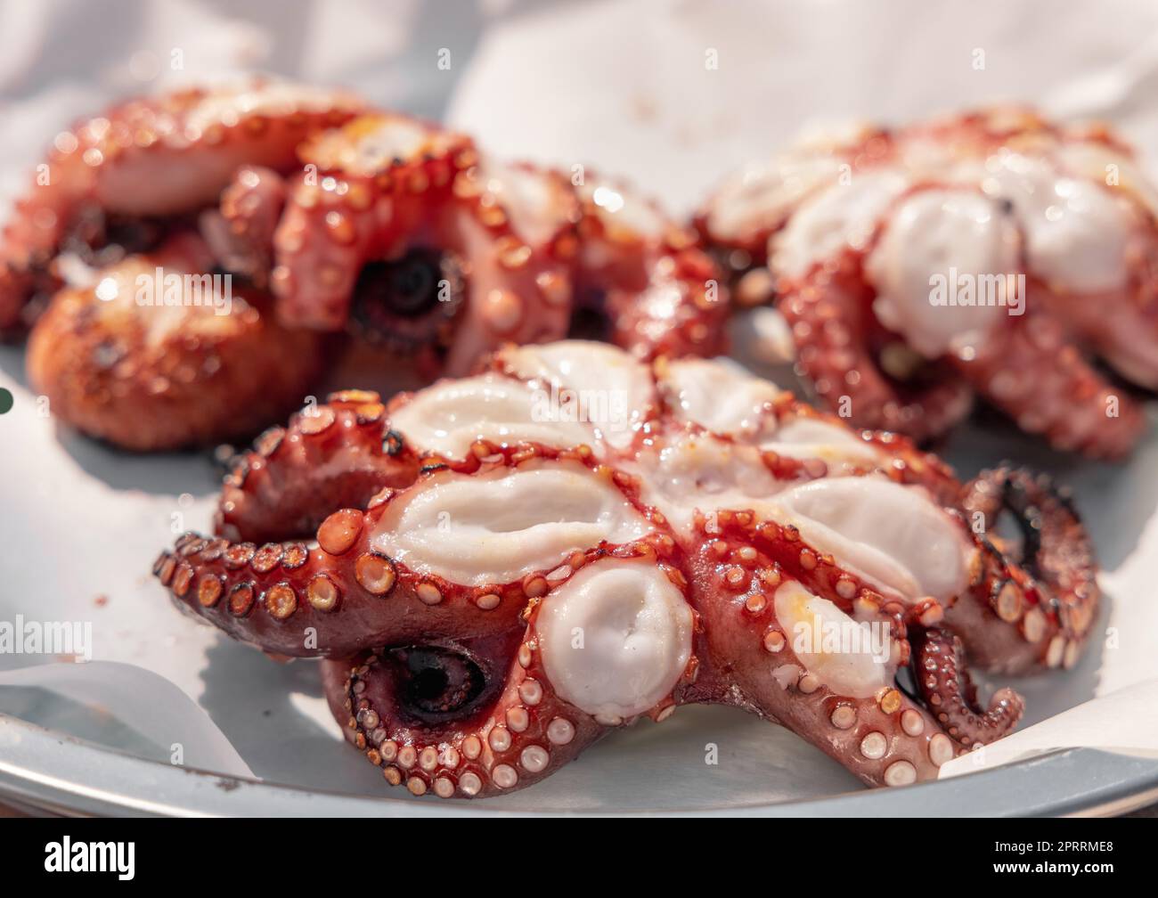 Aprende sobre el pulpo: características y definición - Delicias del Mar
