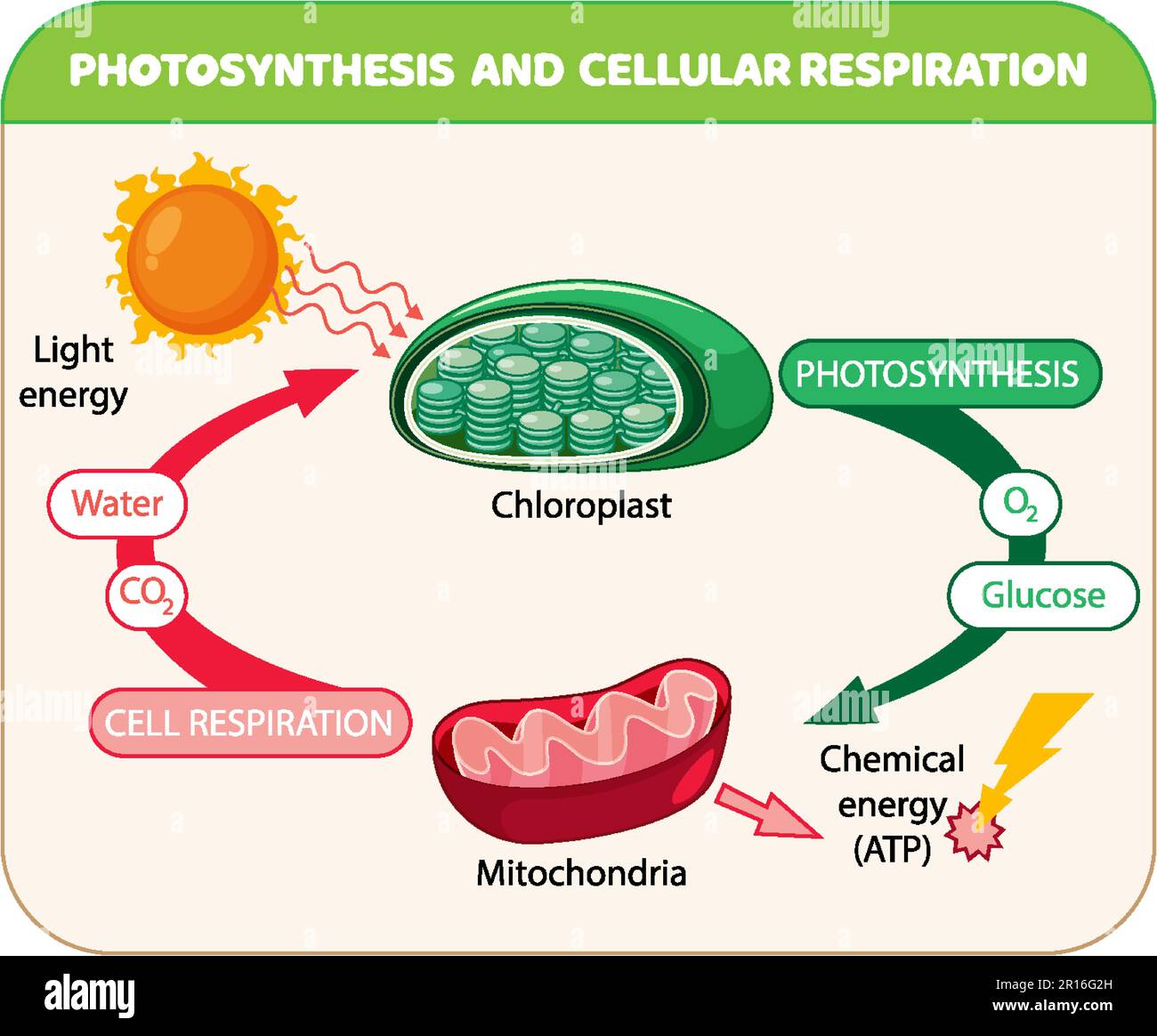 Diagrama Detallado De Respiración Celular