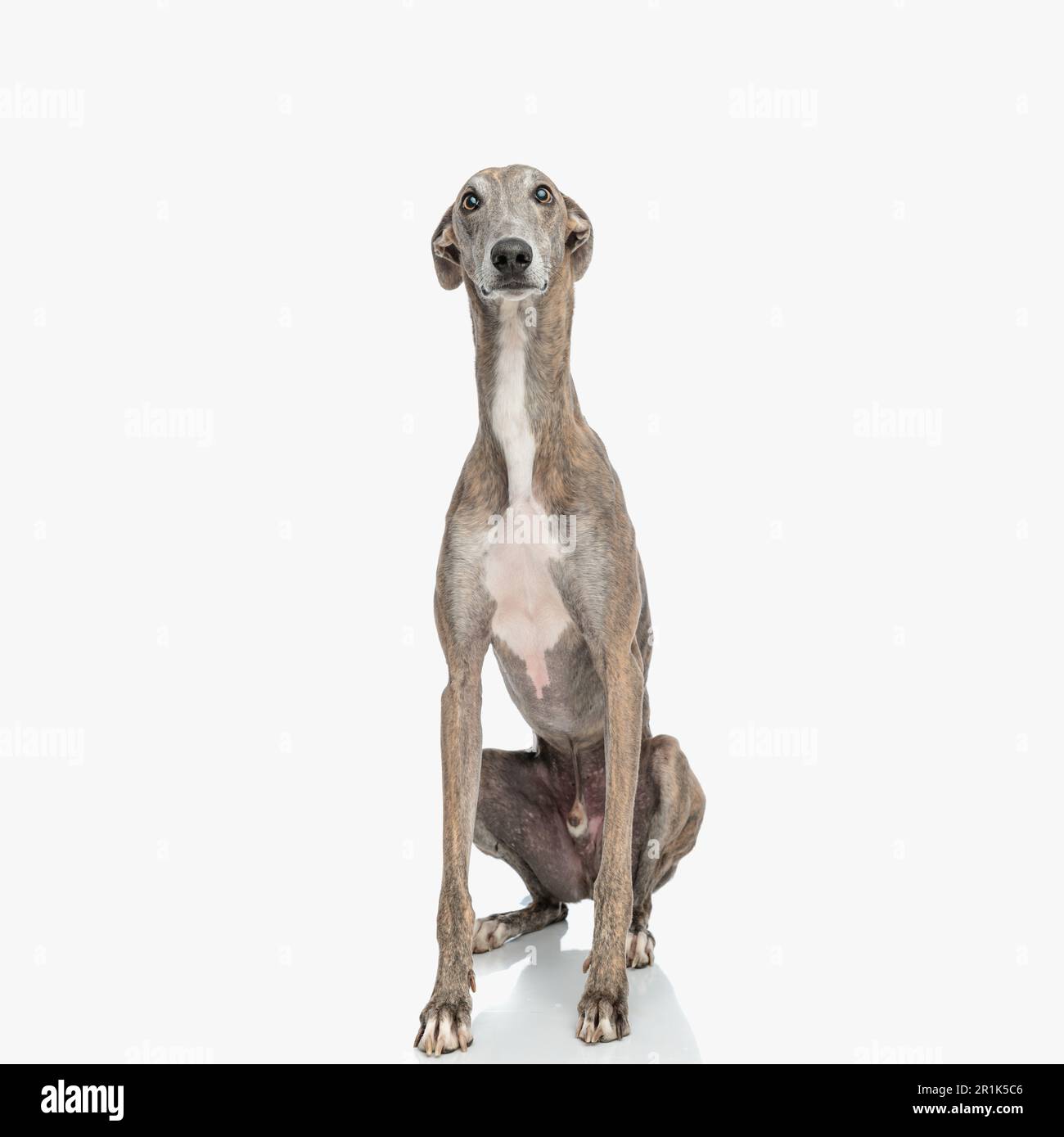 Los Galgos Huelen A Perrito