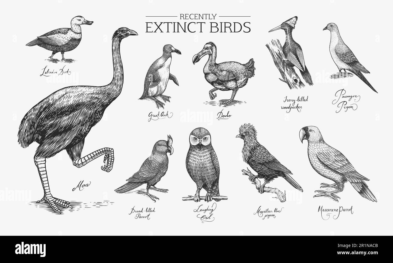 Especies Extintas De Animais