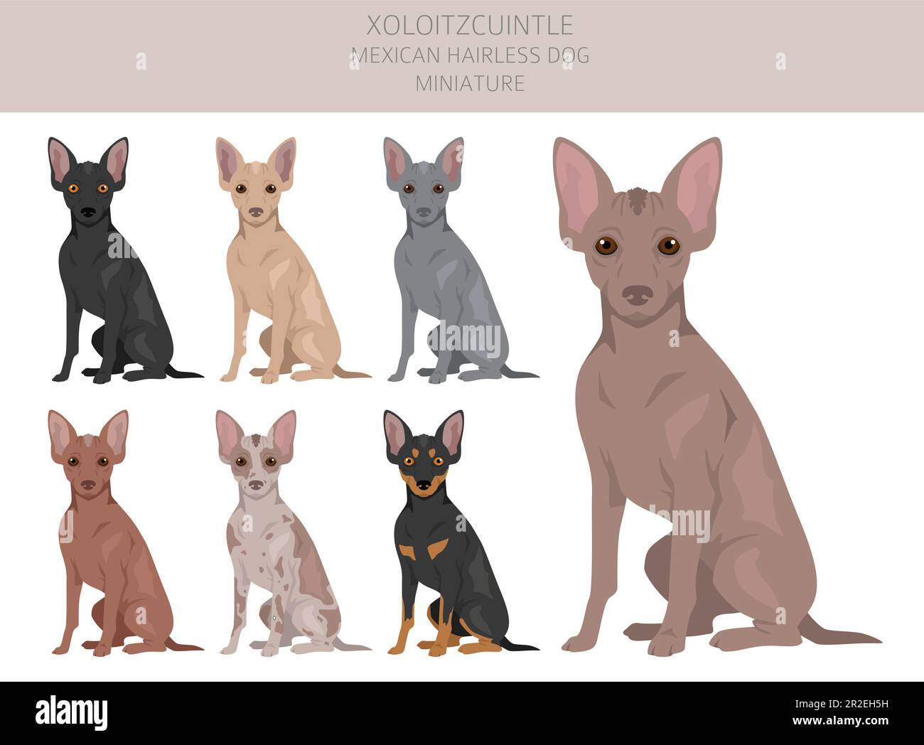 Xoloitzcuintle O Perro Sin Pelo Mexicano Razas De Perro