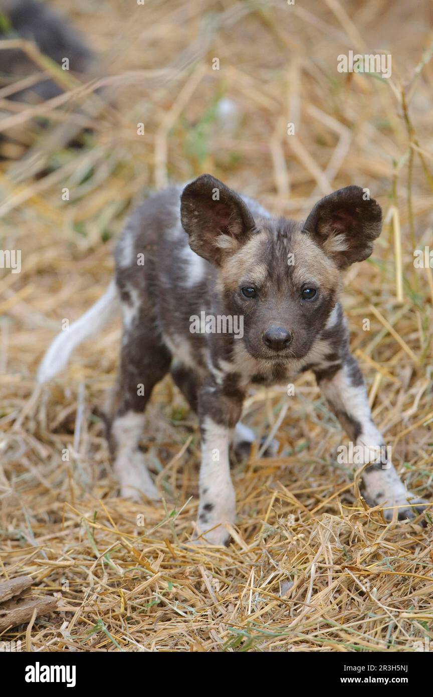 Como Se Llaman Los Perros Salvajes Africanos Bebes