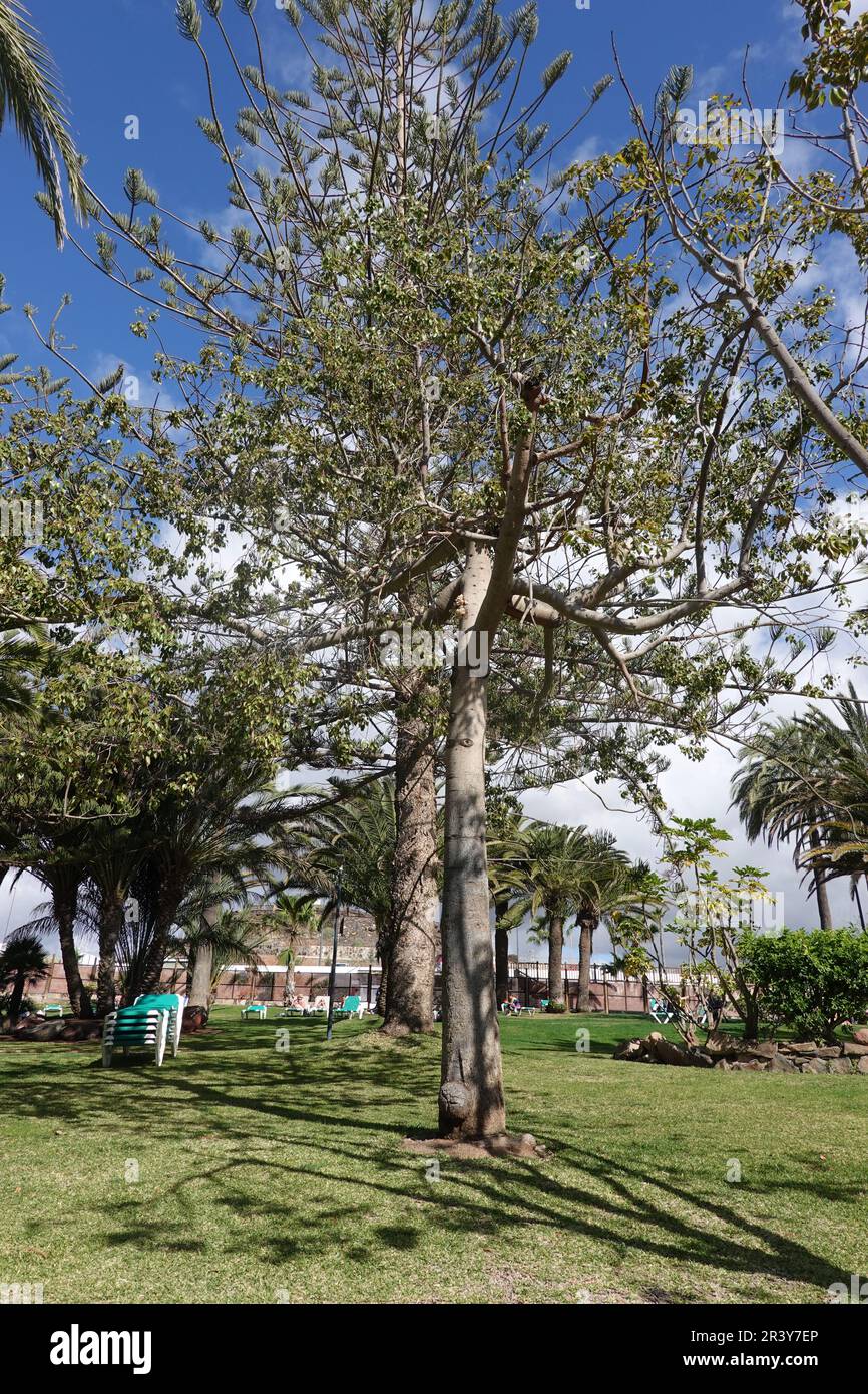 Árbol de botella de brachychiton de hoja de álamo o kurrajong ... Árbol de botella de brachychiton de hoja de álamo o kurrajong ...