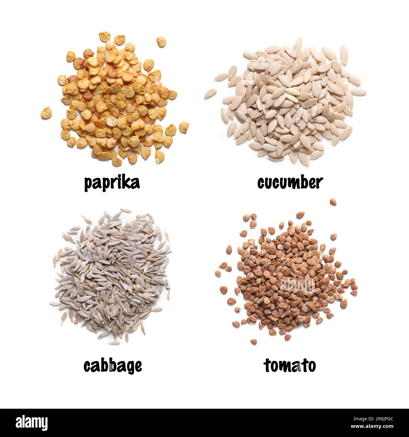 Vegetales Y Sus Nombres