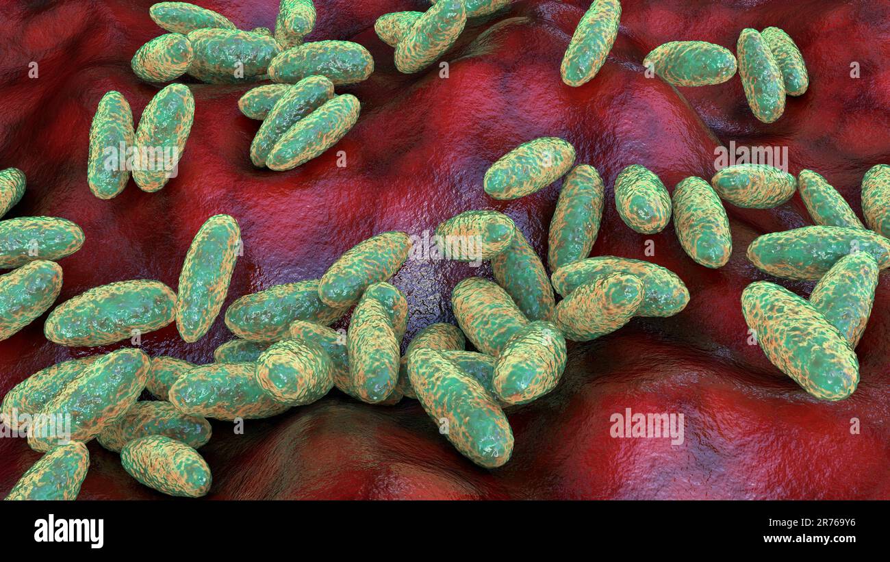 Bacterias de la peste (Yersinia pestis), ilustración de computadora ...
