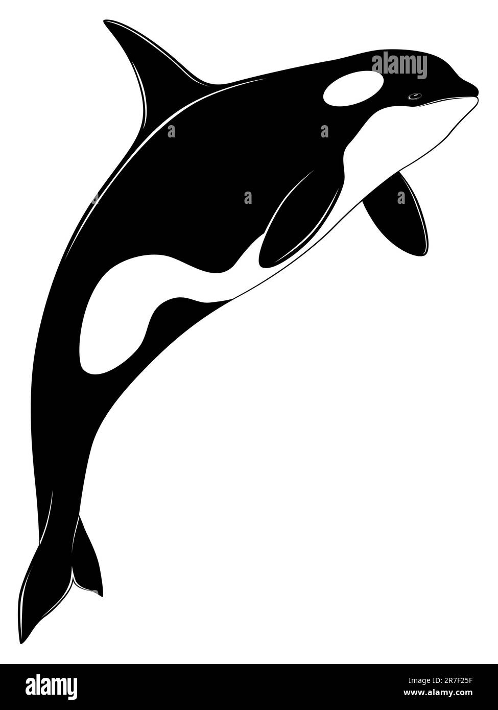 Oh Camiseta De Ballena
