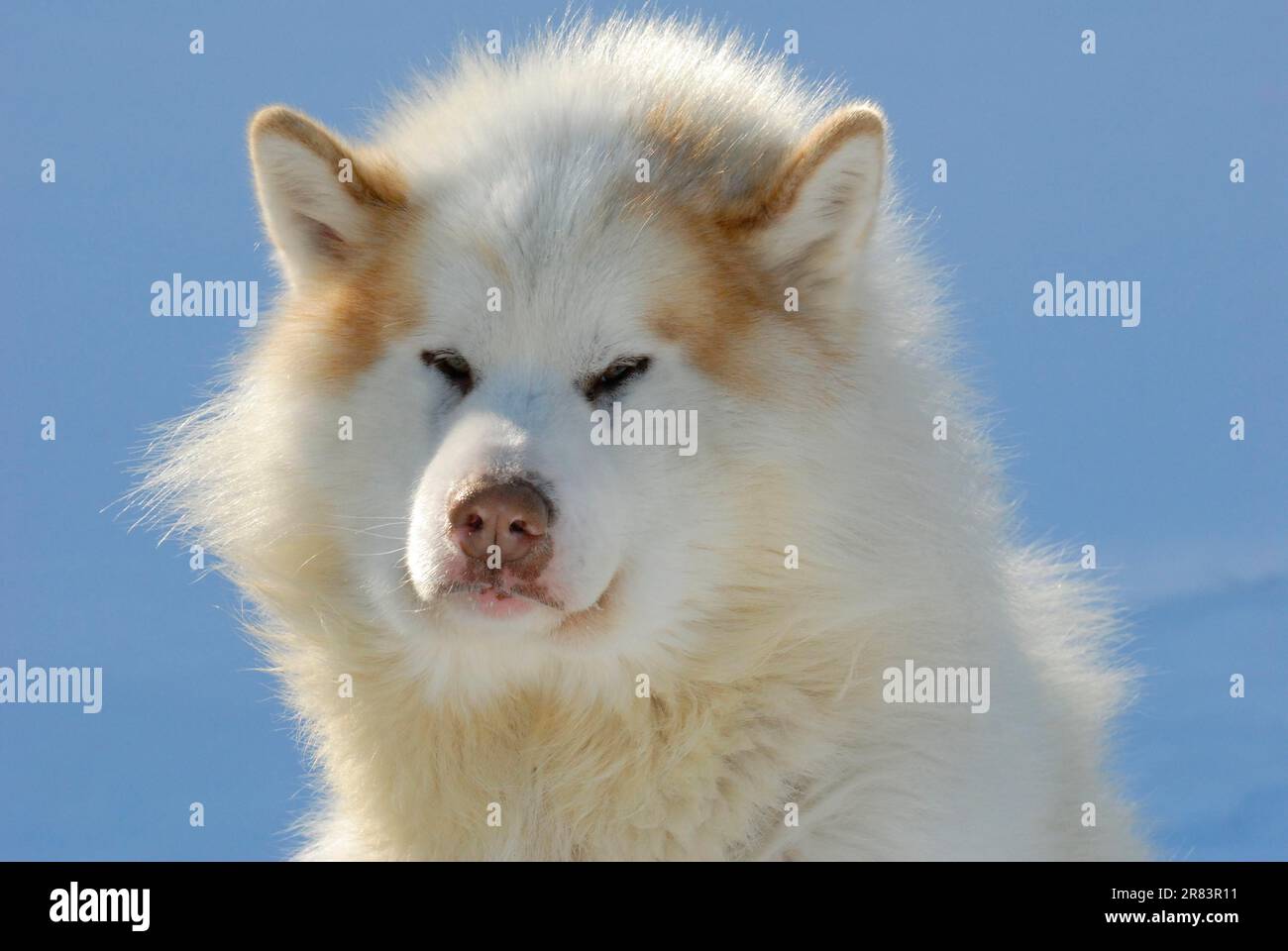 Son Perros Esquimales Canadienses Ruidosos