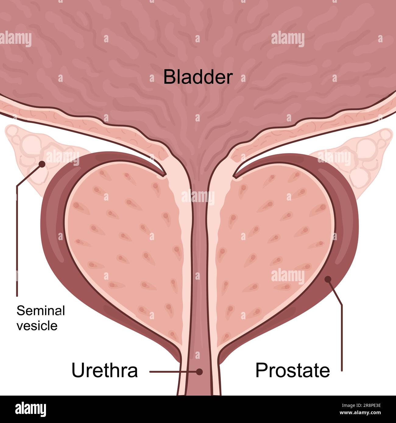 Diagrama Médico De Próstata Sana Con Vejiga Ilustración Vectorial