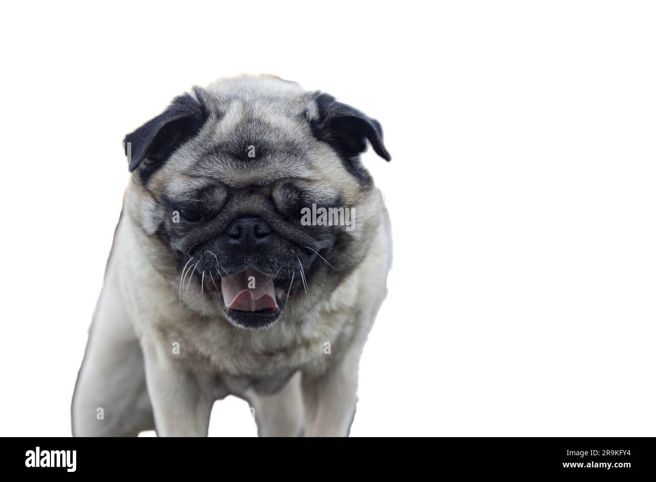 Es Pug Una Raza Mixta