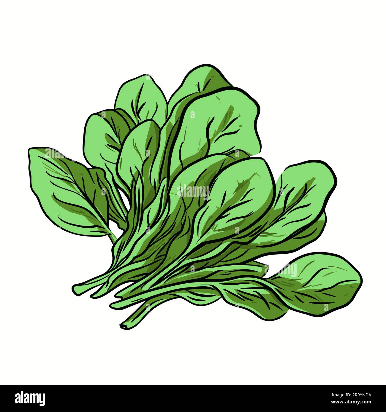 Vector De Hoja De Espinaca