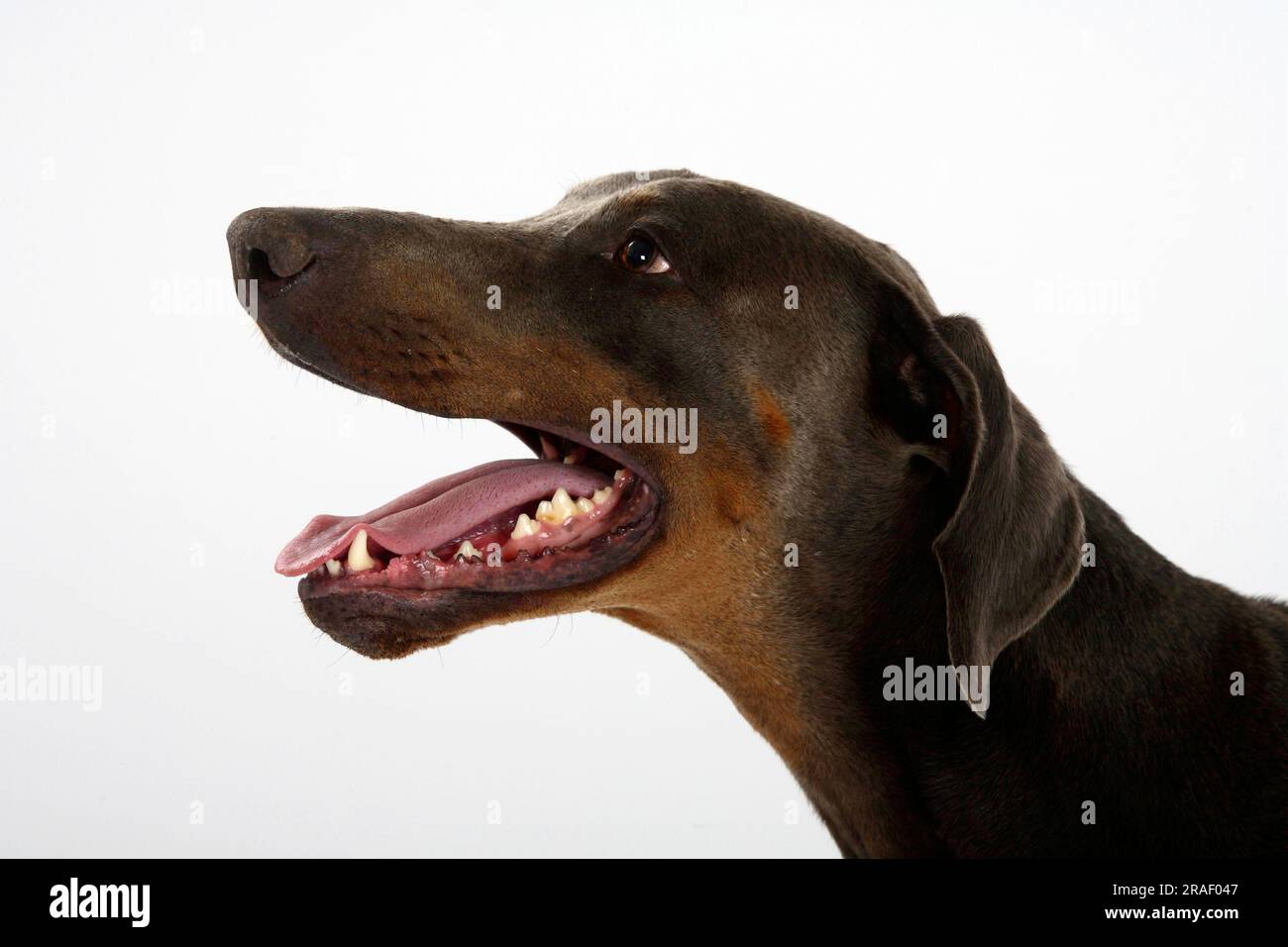 Cachorro Doberman Pinscher Azul