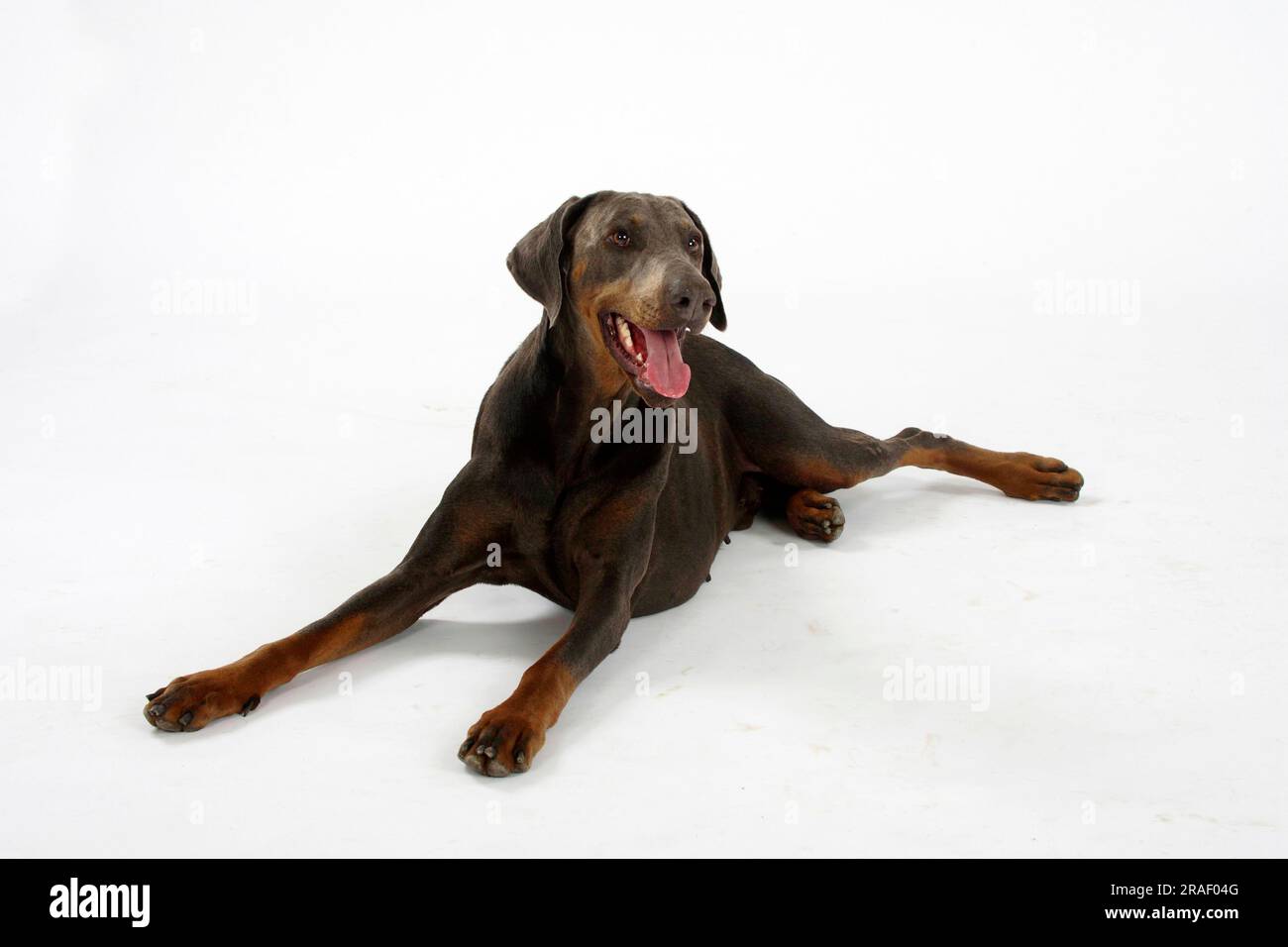 Que Es Un Doberman Azul