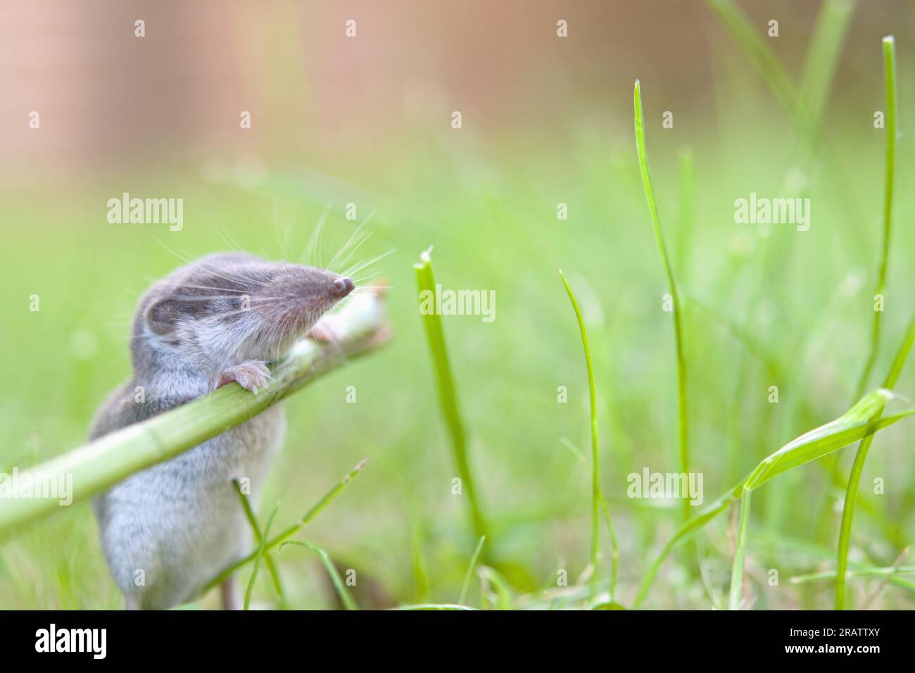 Raton recien nacido fotografías e imágenes de alta resolución - Alamy