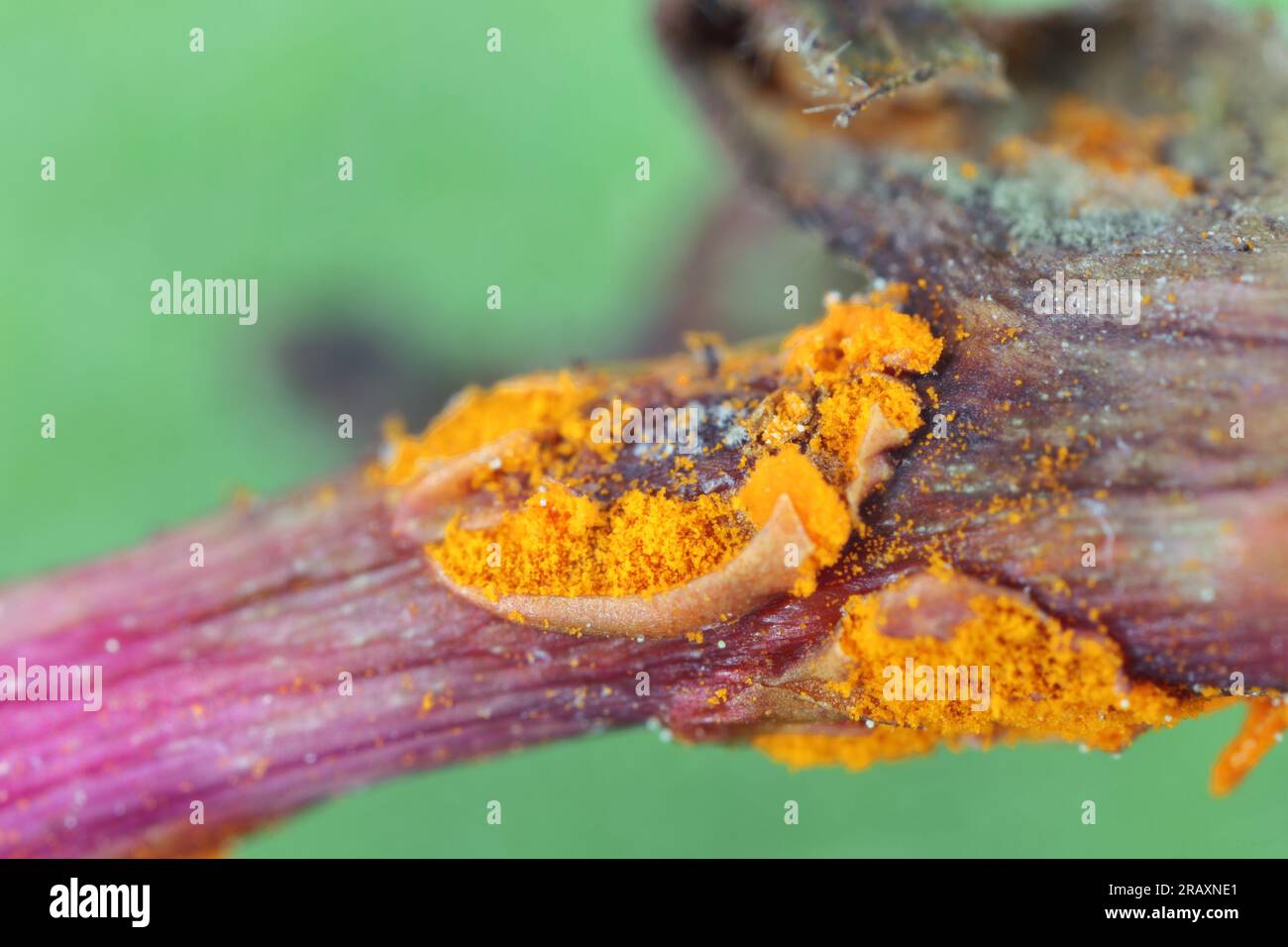 Hongo de la roya rosa fotografías e imágenes de alta resolución - Alamy