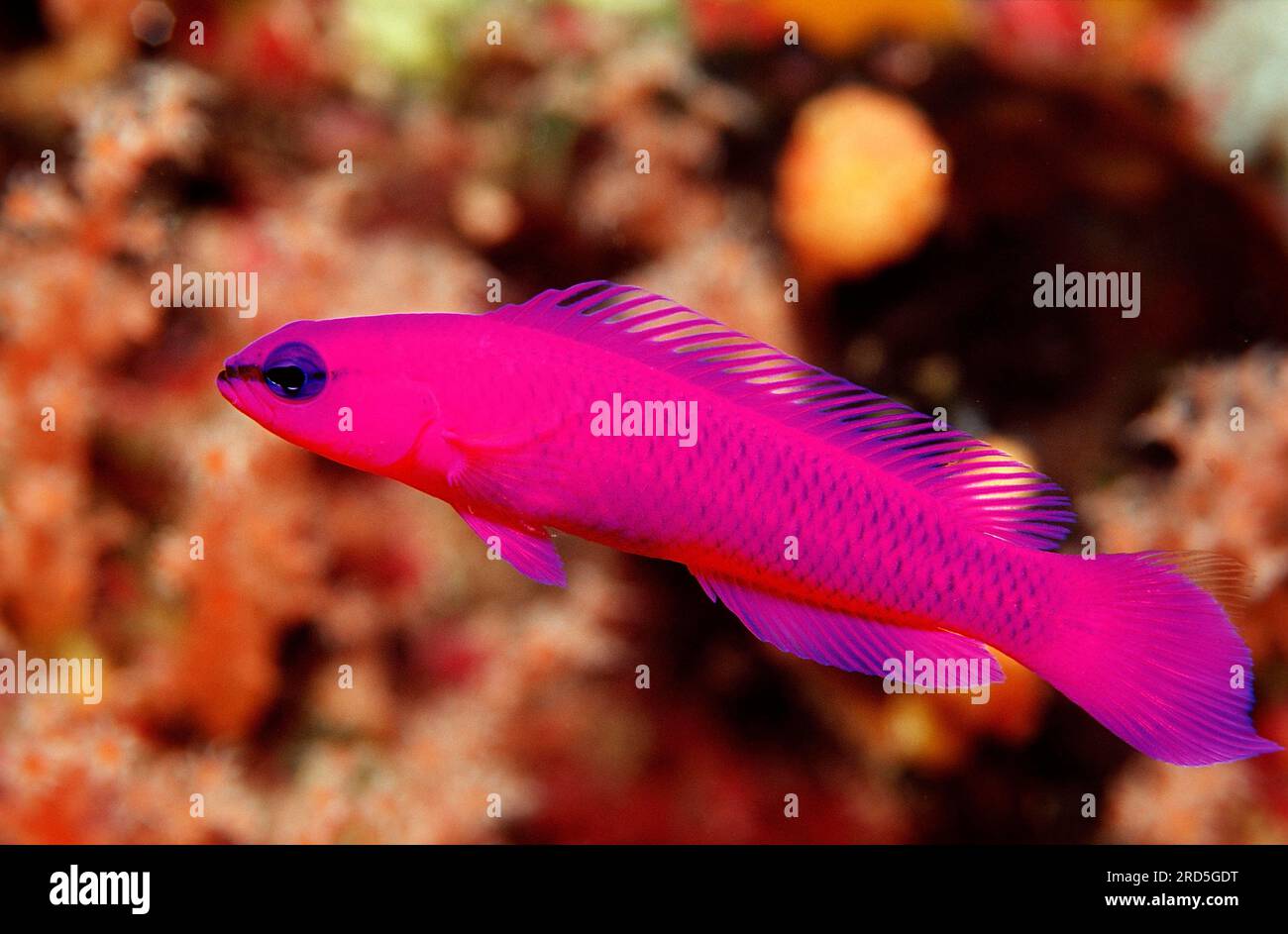 Amanecer Dottyback
