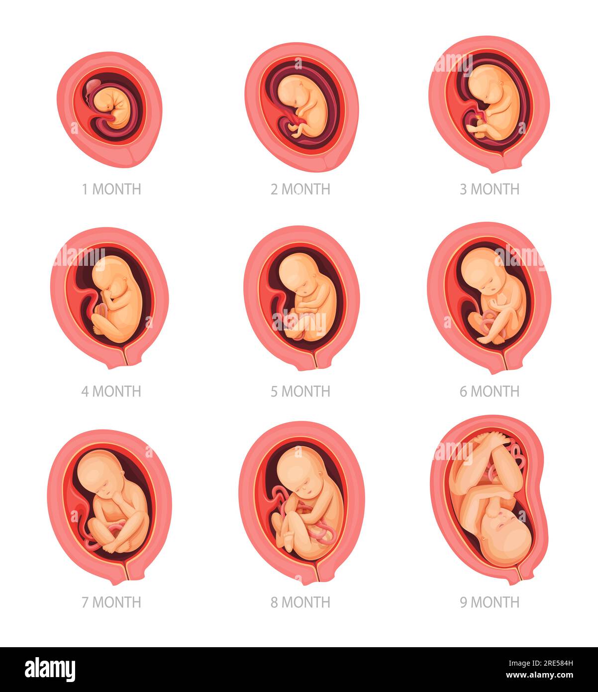 Anatomía Del Embarazo Stages Of Evolution Of Man | Introduction To