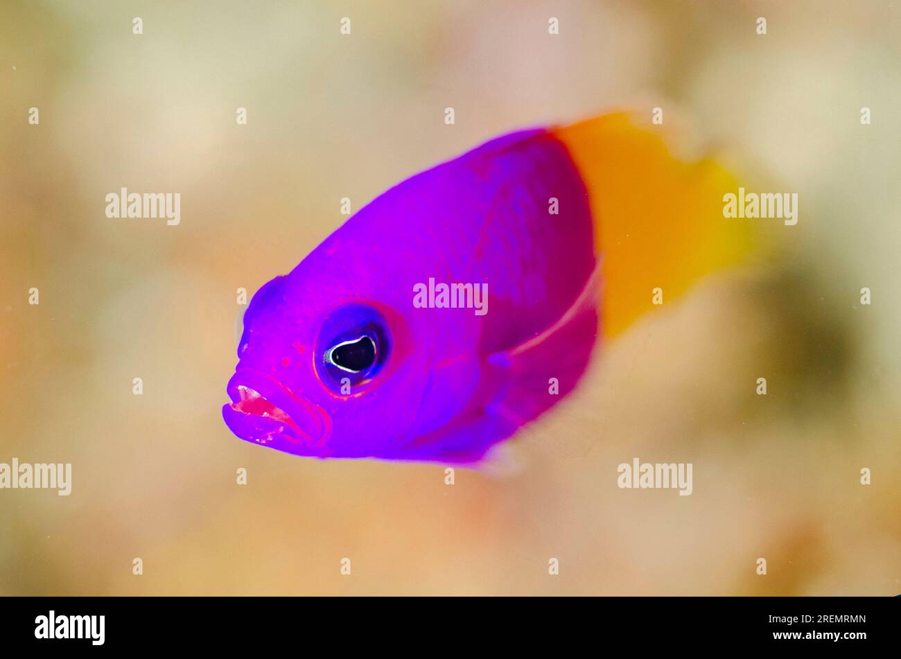 Amanecer Dottyback