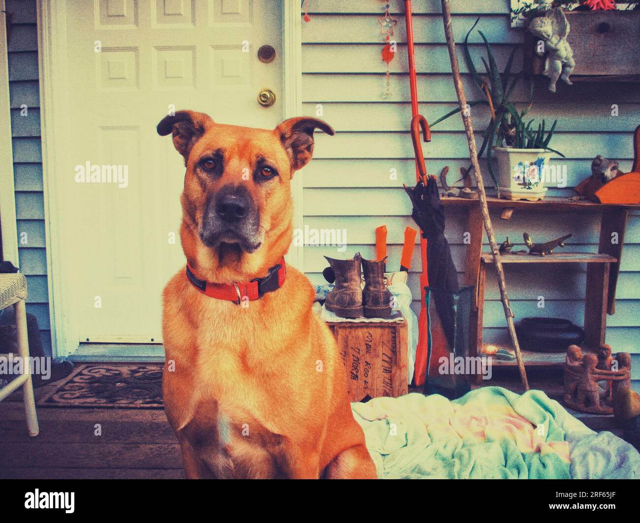 Boca Negra Cur Es Este El Mejor Perro De Caza