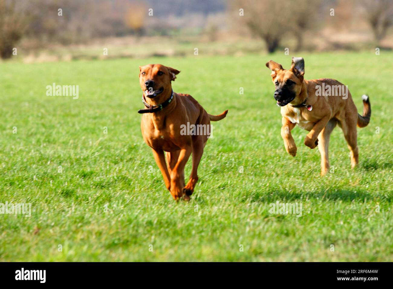 Son Perros Protegidos Los Rhodesian Ridgeback