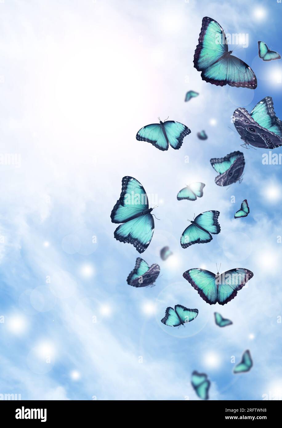 Hermosas Mariposas Volando